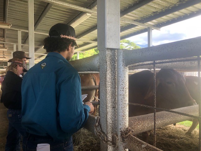 FAT CATTLE RESULTS – Mossman and District Show Society